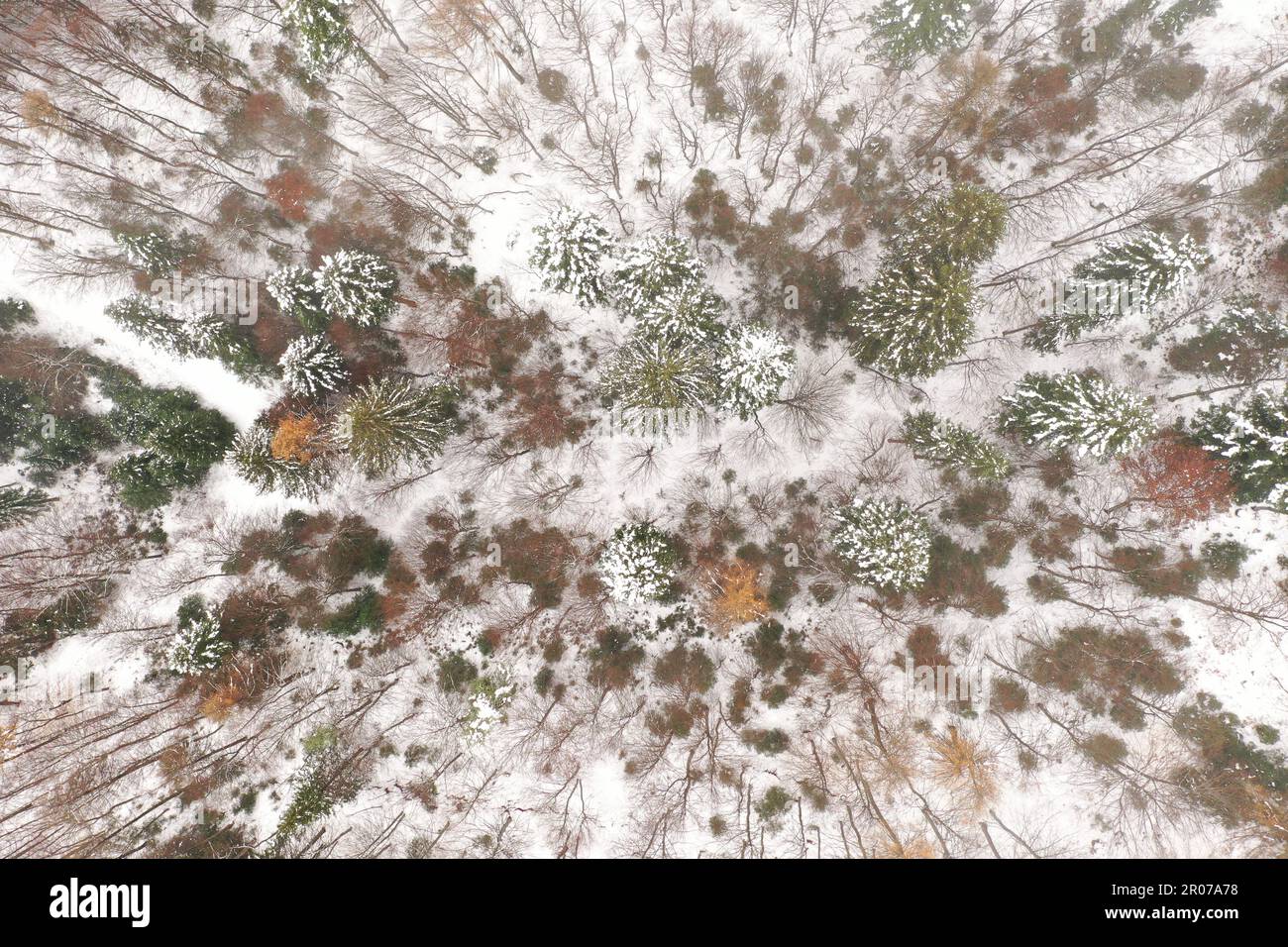Aerial view of colorful autumn forest with fresh snow – abstract tree ...