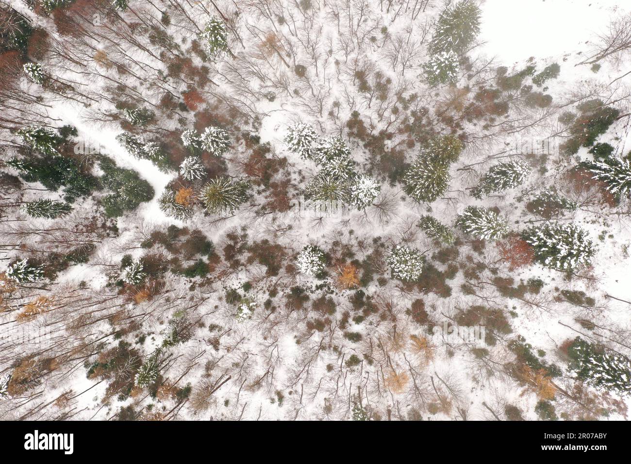 Aerial view of colorful autumn forest with fresh snow – abstract tree ...