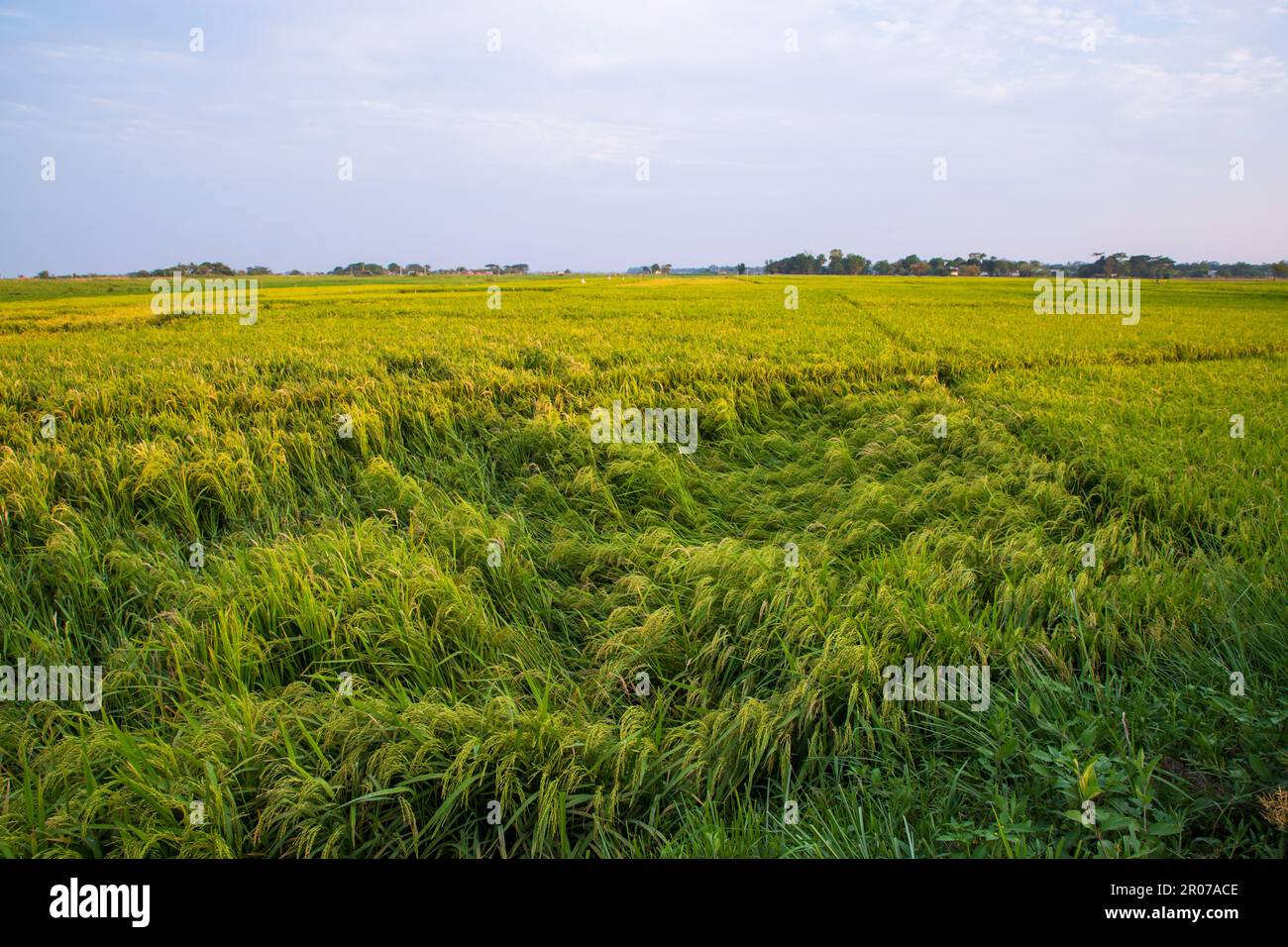 Natural landscape view of agriculture harvest Paddy rice field in ...