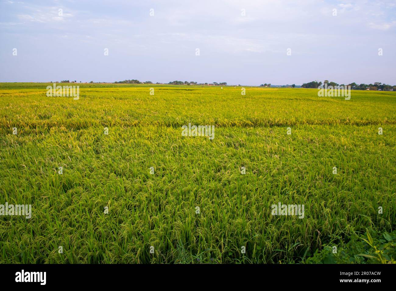 Natural landscape view of agriculture harvest Paddy rice field in ...