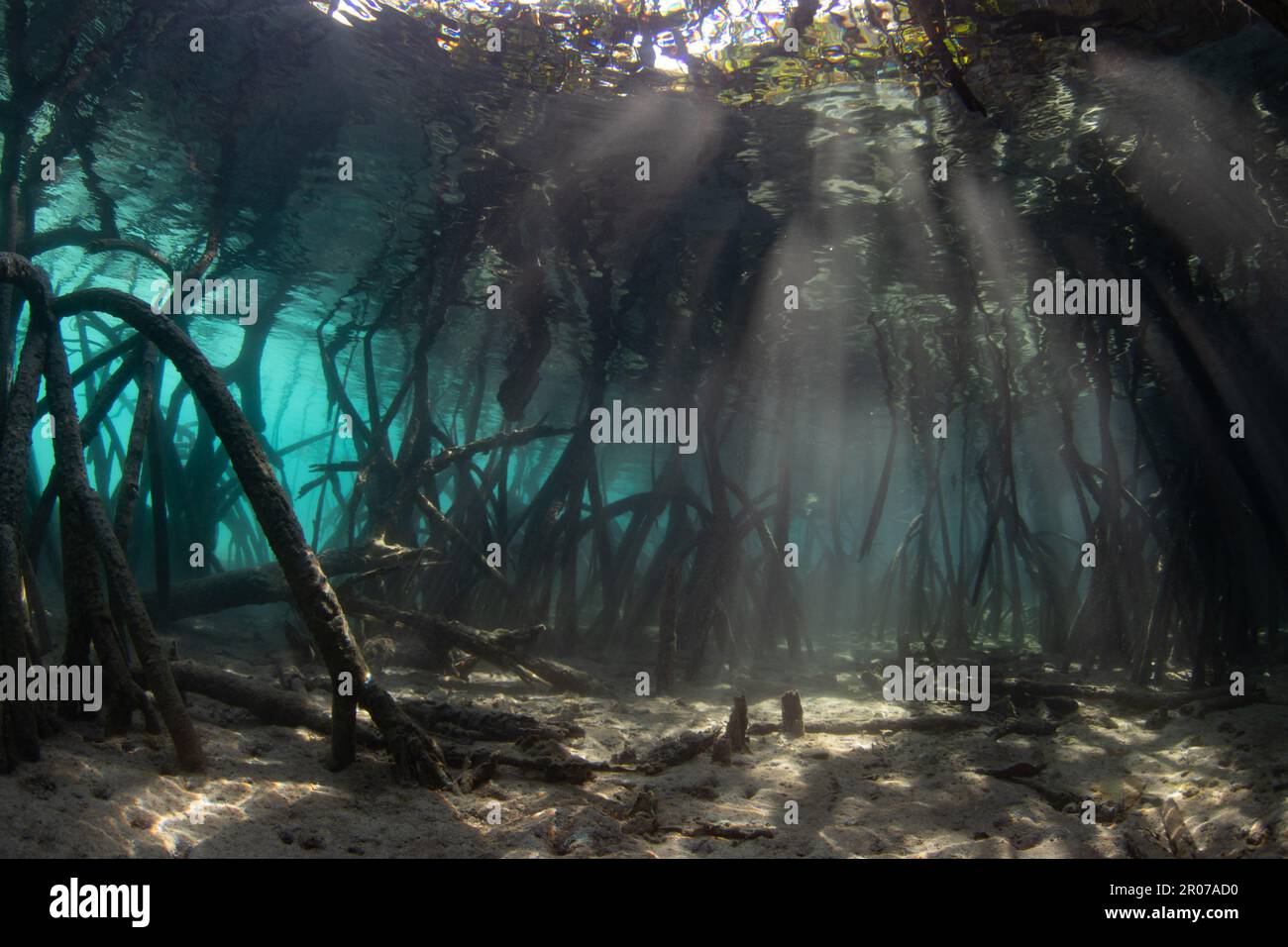 Sunlight filters underwater into the shadows of a dark mangrove forest ...