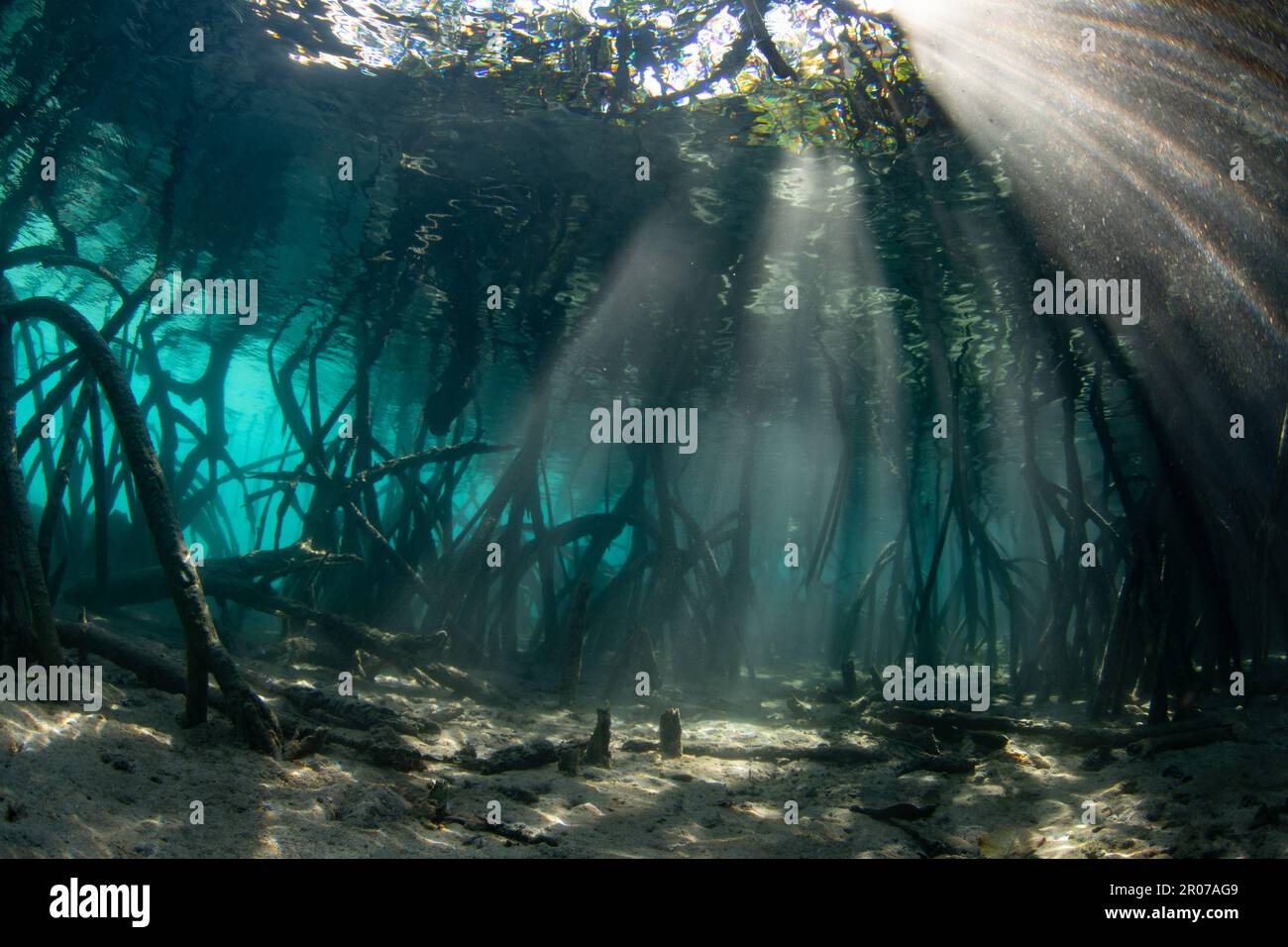 Sunlight filters underwater into the shadows of a dark mangrove forest ...