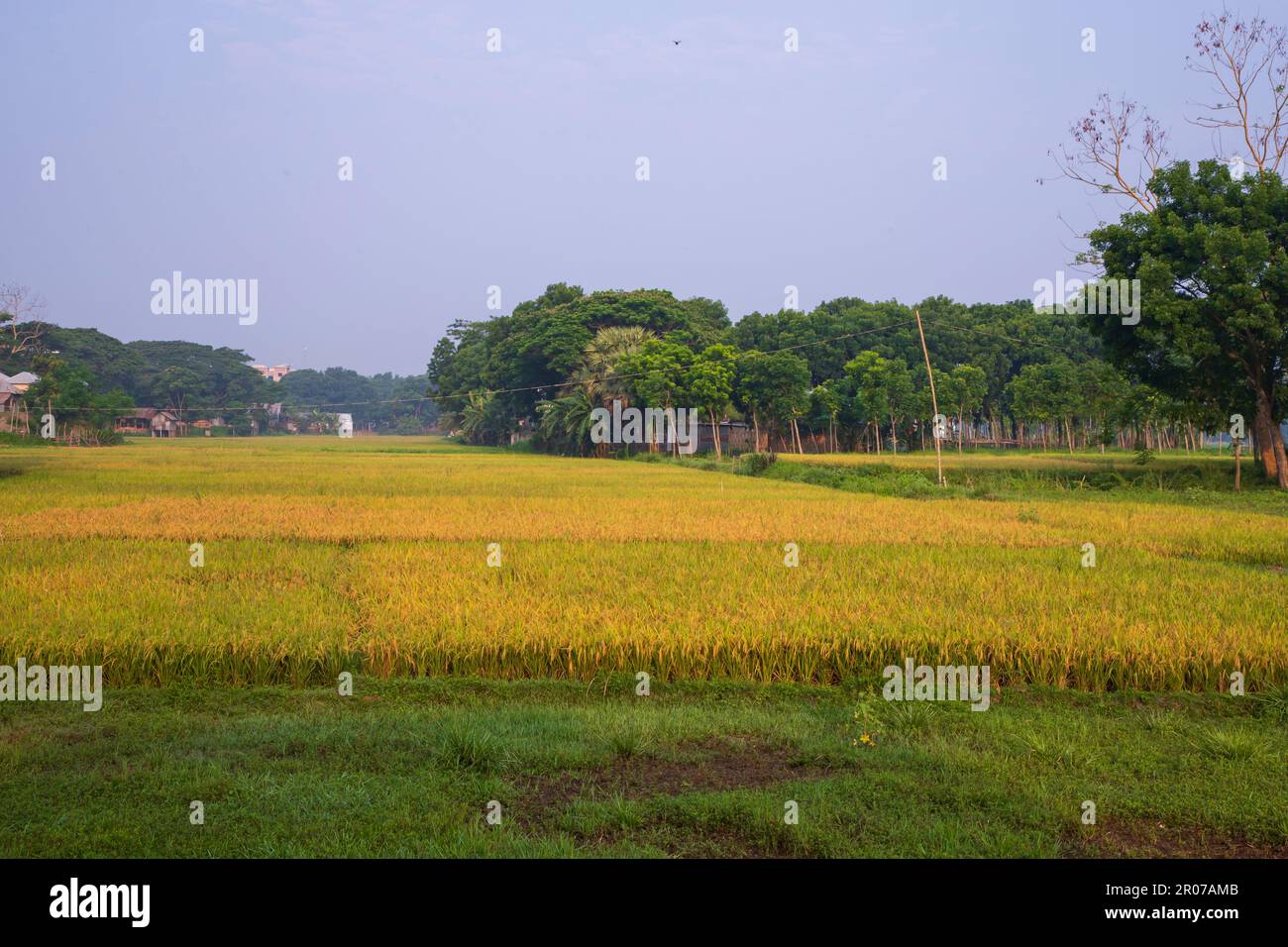 Natural landscape view of agriculture harvest Paddy rice field in ...