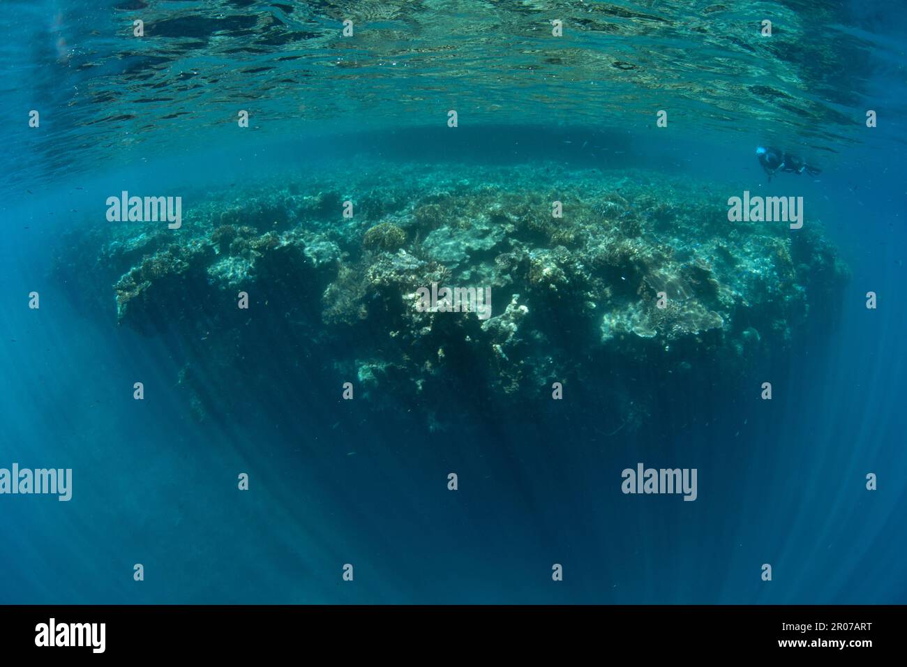 A snorkeler swims above the edge of a reef drop off.in Raja Ampat ...