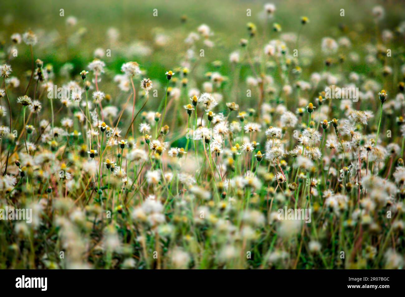Tridax procumbens hi-res stock photography and images - Alamy
