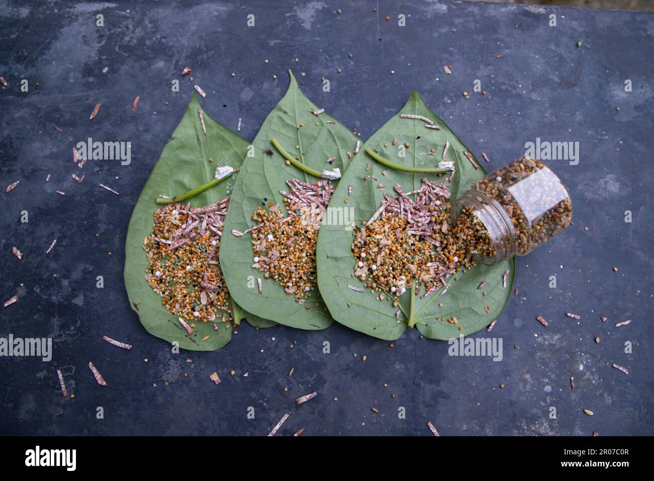 Decoration Green betel Leaf on the concrete floor with betel nut, sweet ...