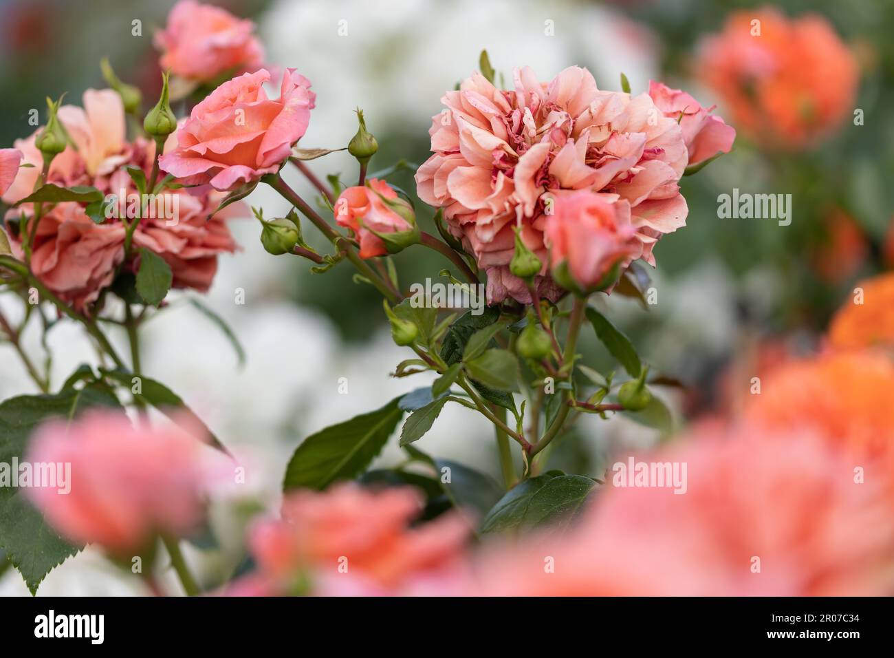 Pink and apricot roses partly in full bloom and partly withered with ...