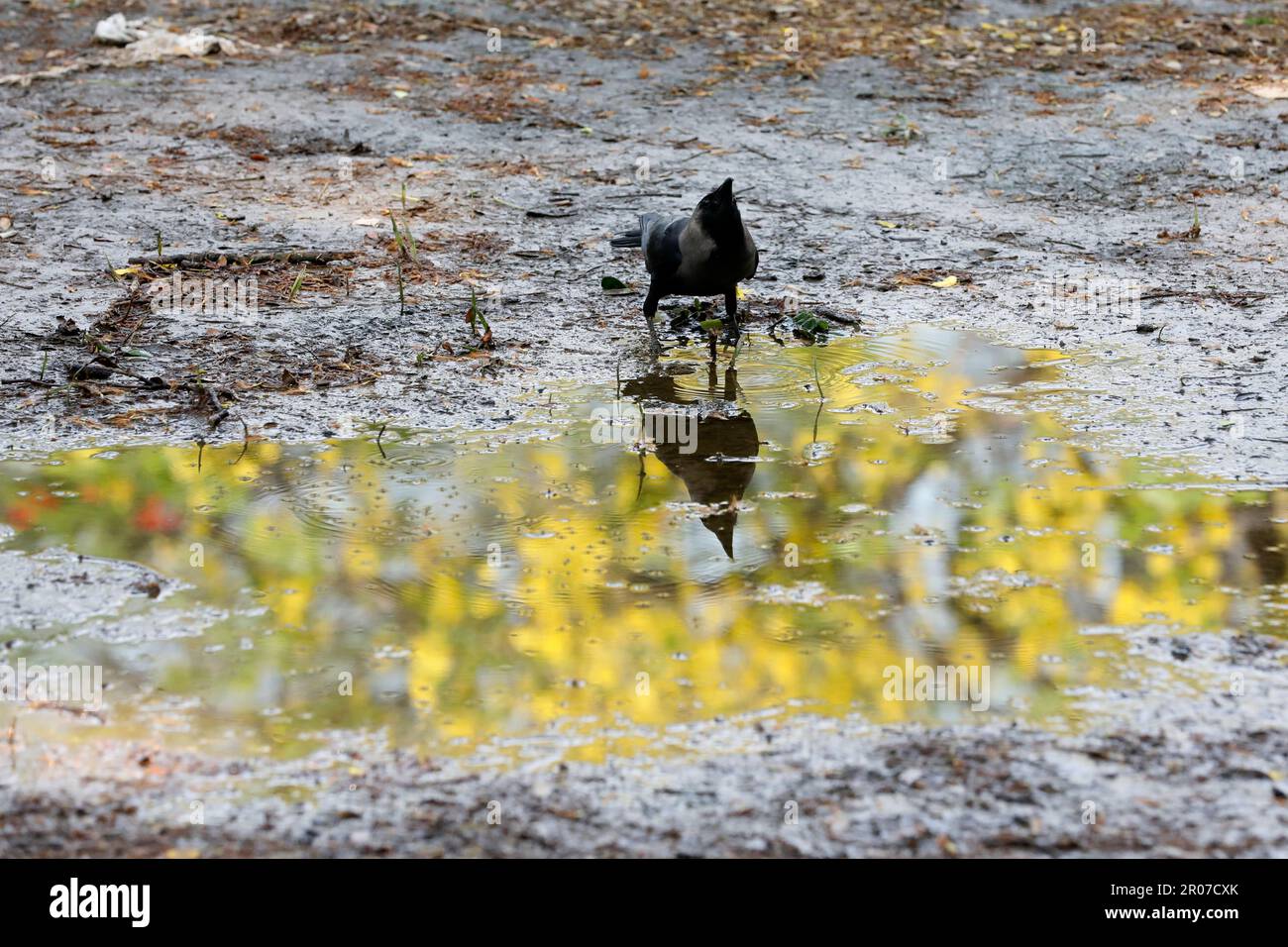Dhaka, Bangladesh - May 07, 2023: A thirsty crow is drinking the ...