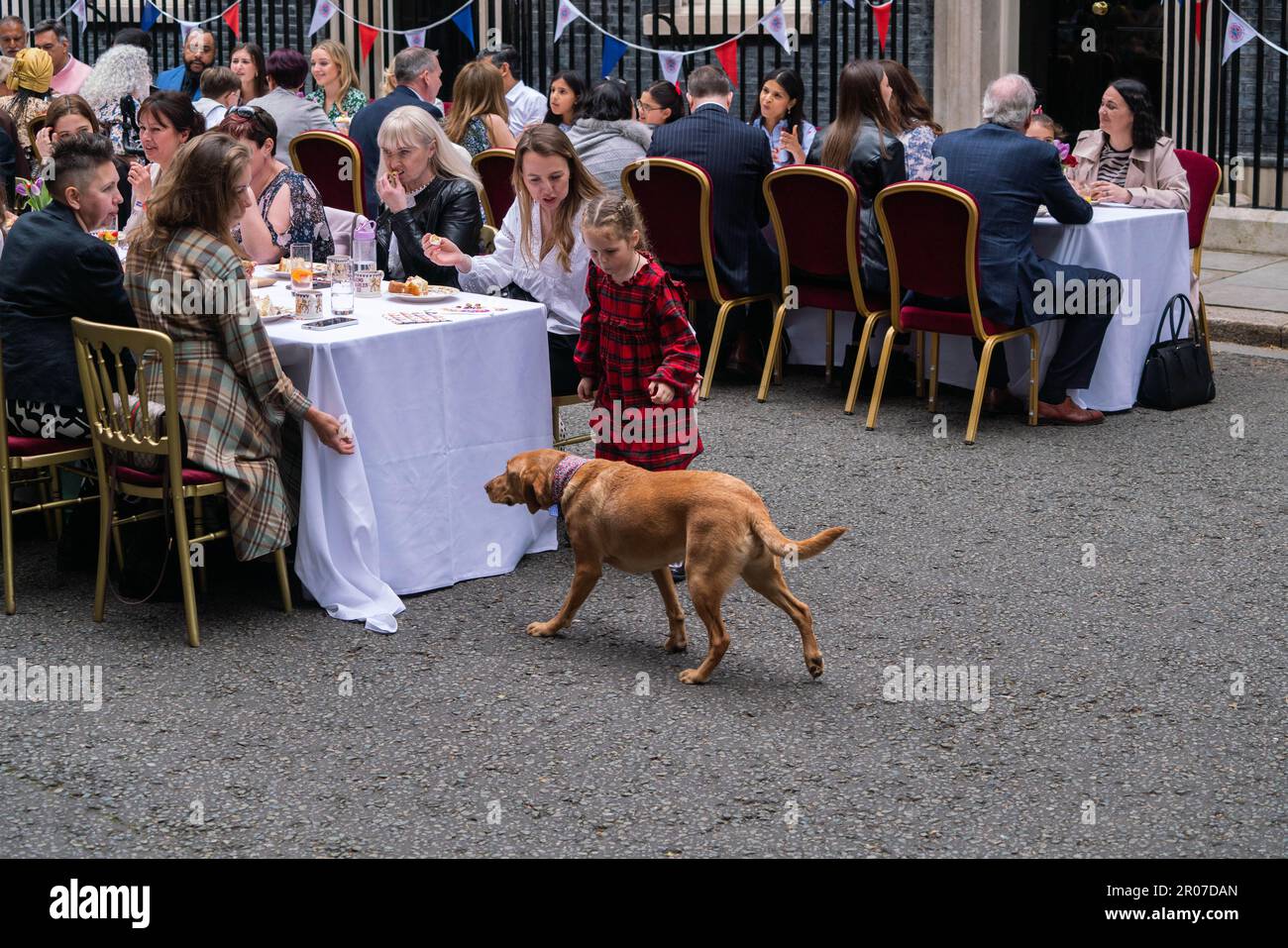 London UK. 7 May 2023. Nova the Sunak family dog walks around the ...