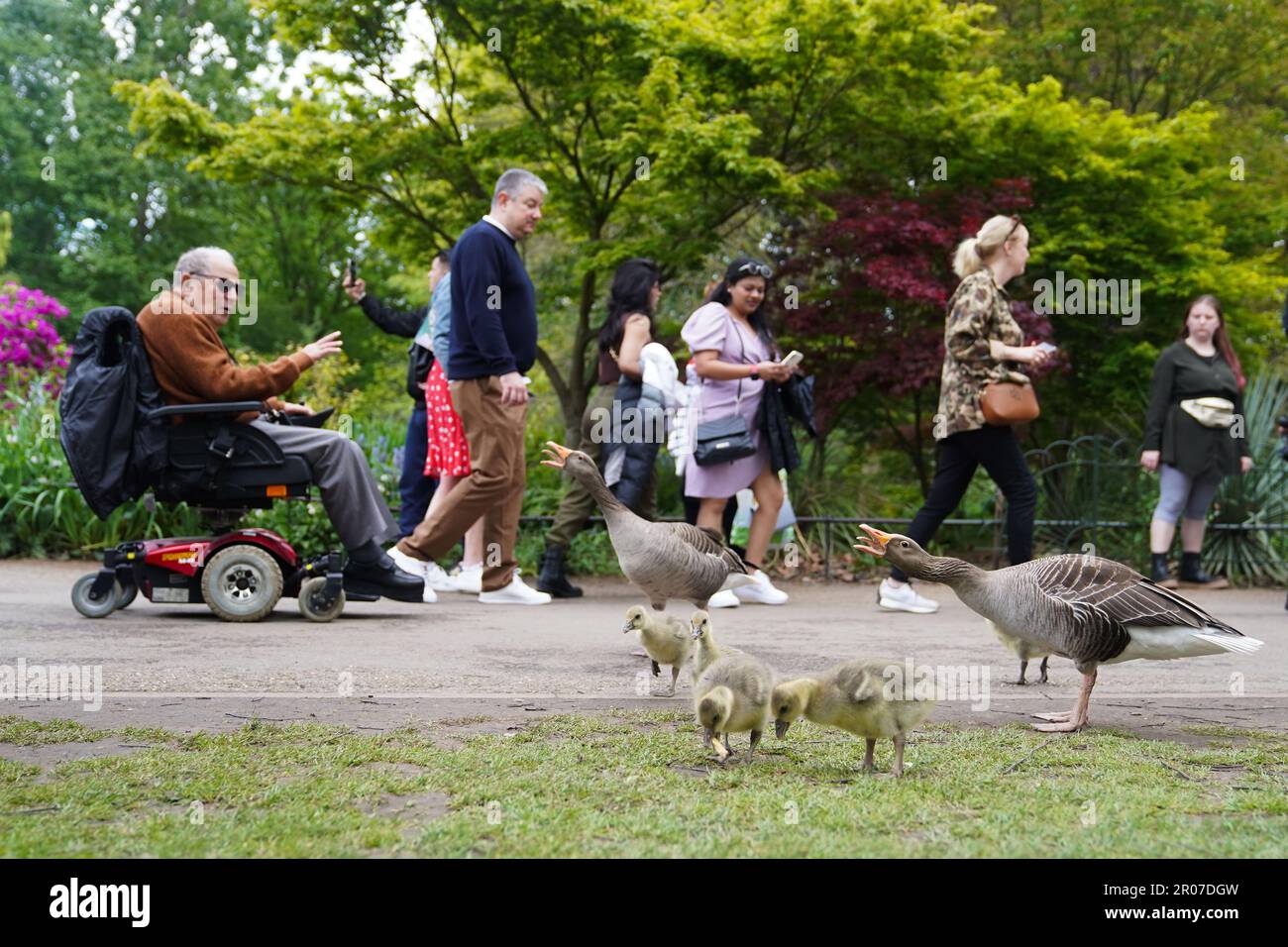 Geese in St James' Park, London, as temperatures increase across the UK. Picture date: Sunday ...