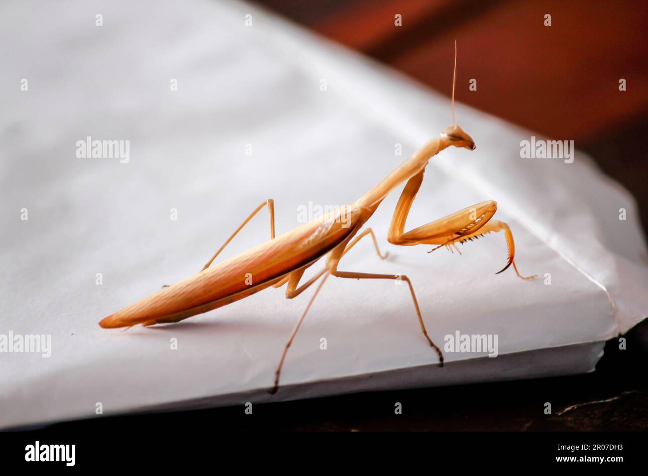 The Mantodea on the body is brown on paper Stock Photo - Alamy