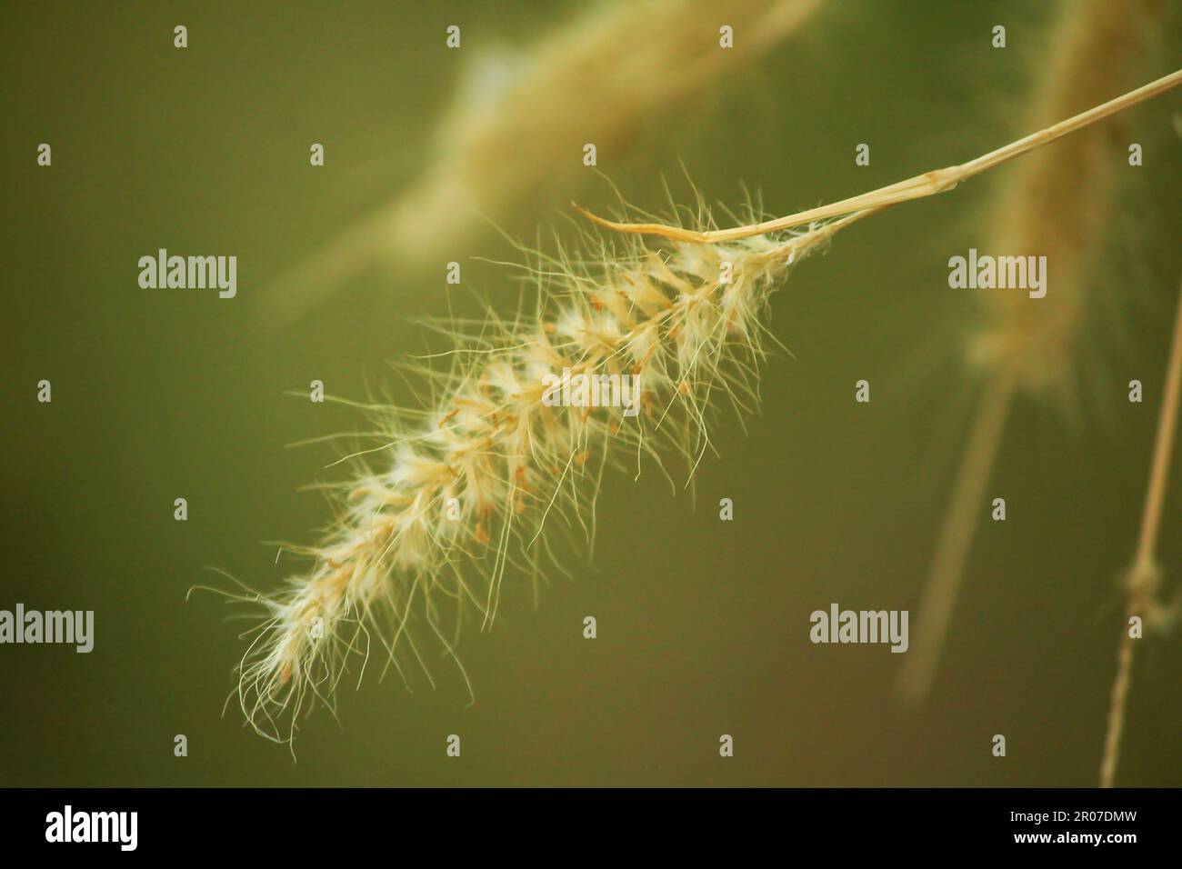 Grass pollen hi-res stock photography and images - Alamy