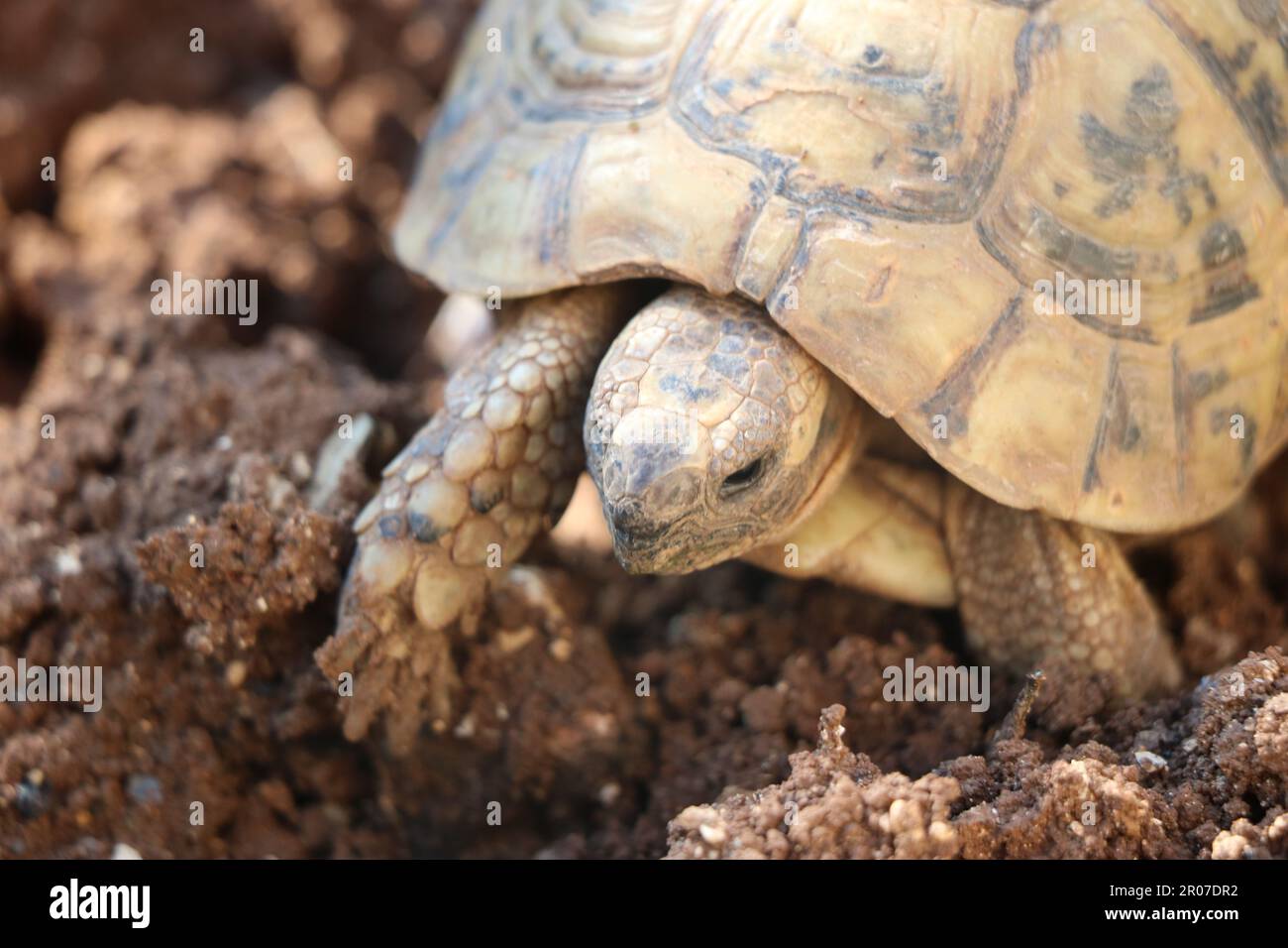 Turtle cartoon illustration hi-res stock photography and images - Alamy