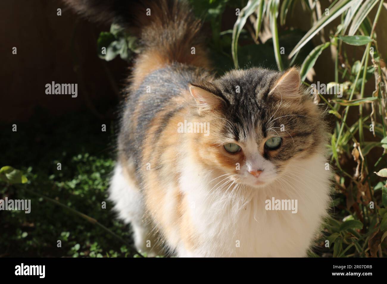 Closeup kitten standing in grass hi-res stock photography and images ...