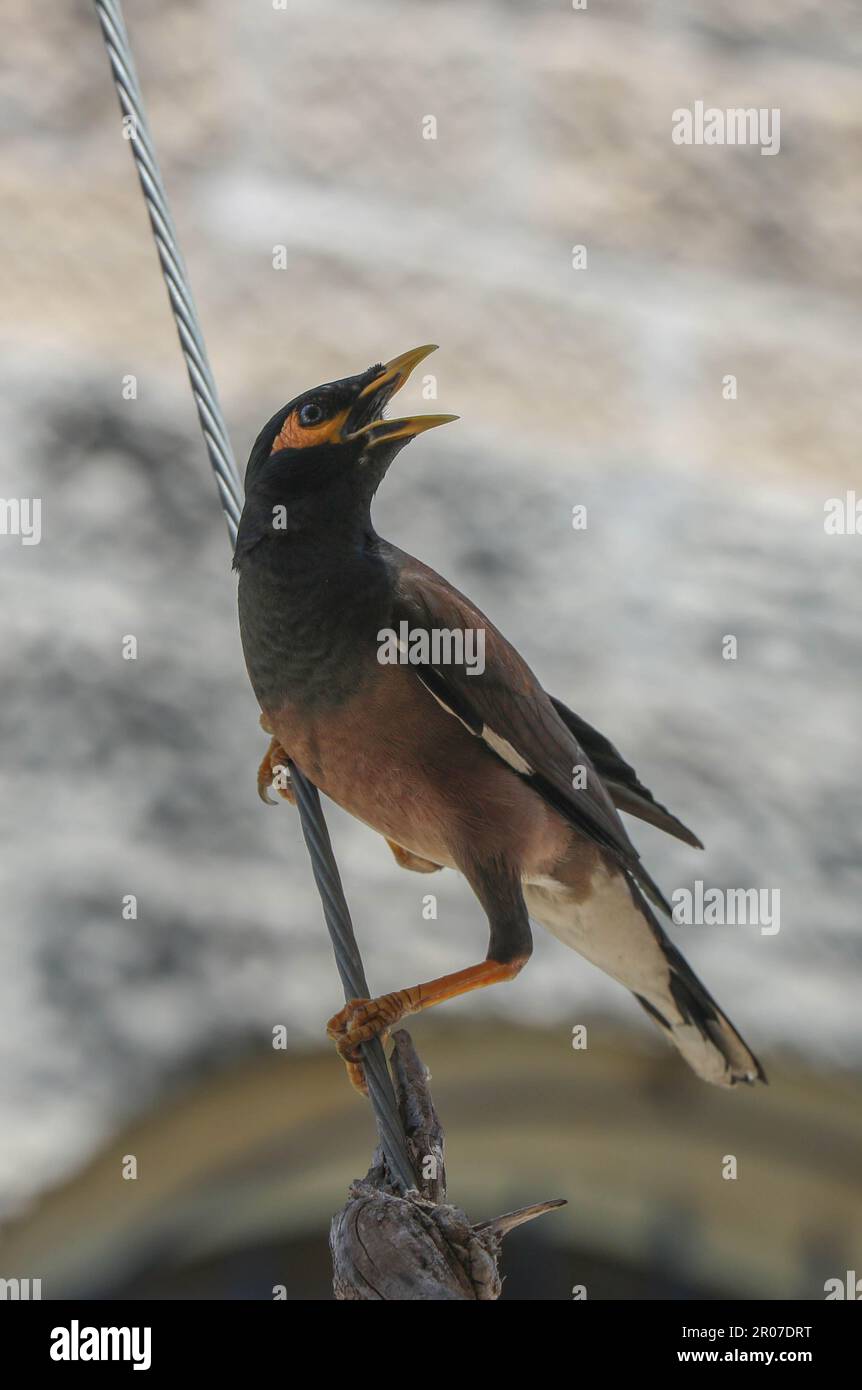 Common Myna or Acridotheres in Palestine Stock Photo - Alamy