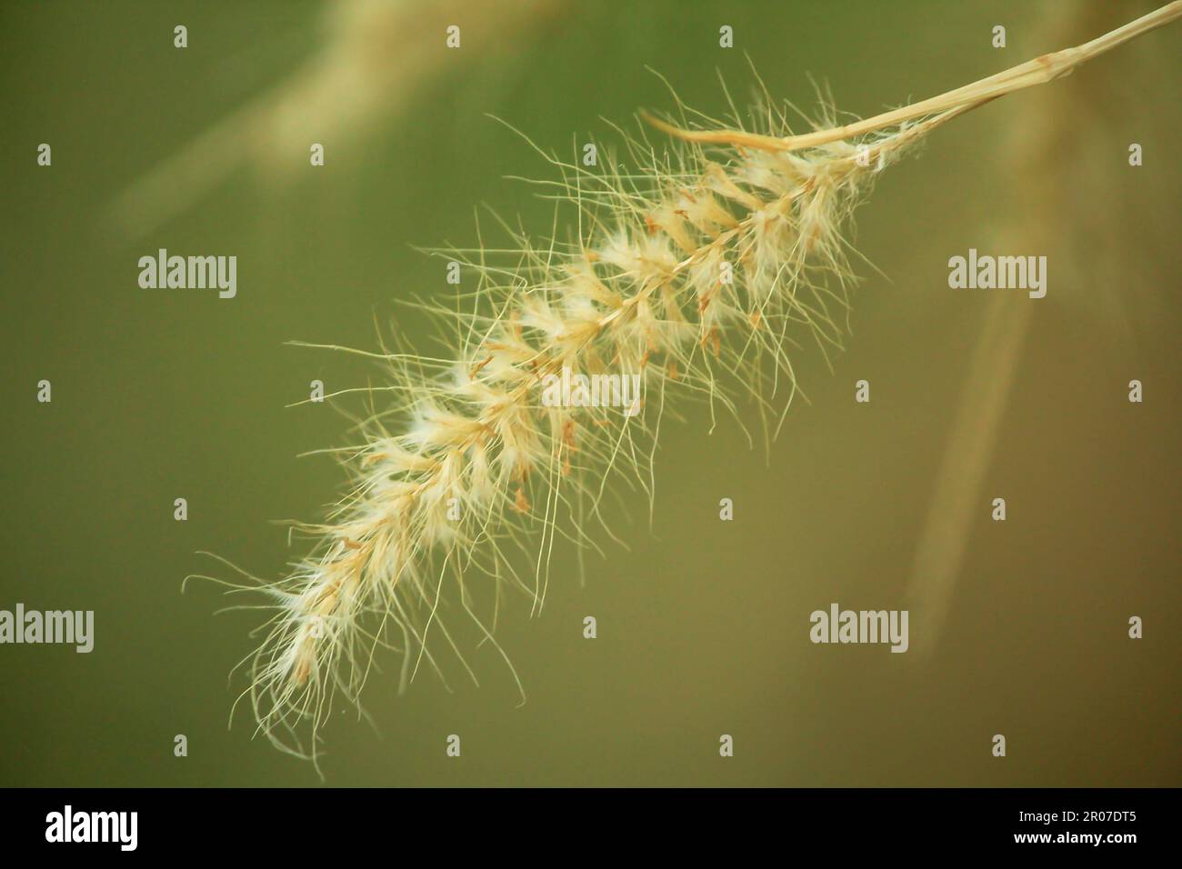 Grass pollen white in nature Stock Photo - Alamy