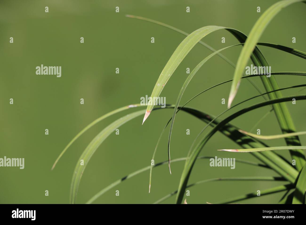 A close up of a green plant with long thin leaves Stock Photo - Alamy
