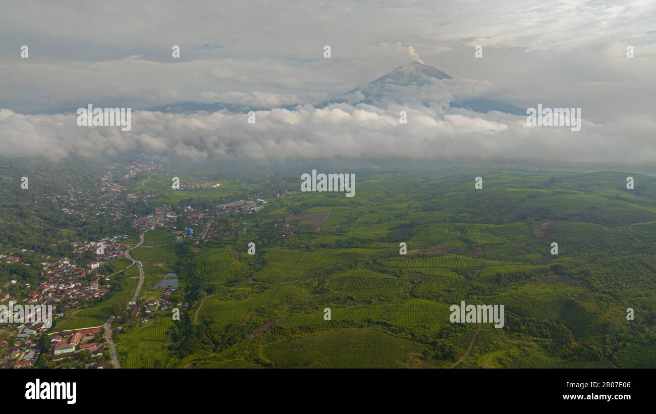 Top view of hills with tea plantations Kayu Aro. Tea estate in Sumatra ...
