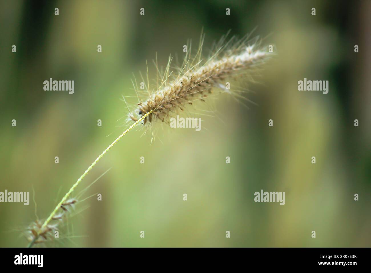 Grass pollen white in nature Stock Photo - Alamy