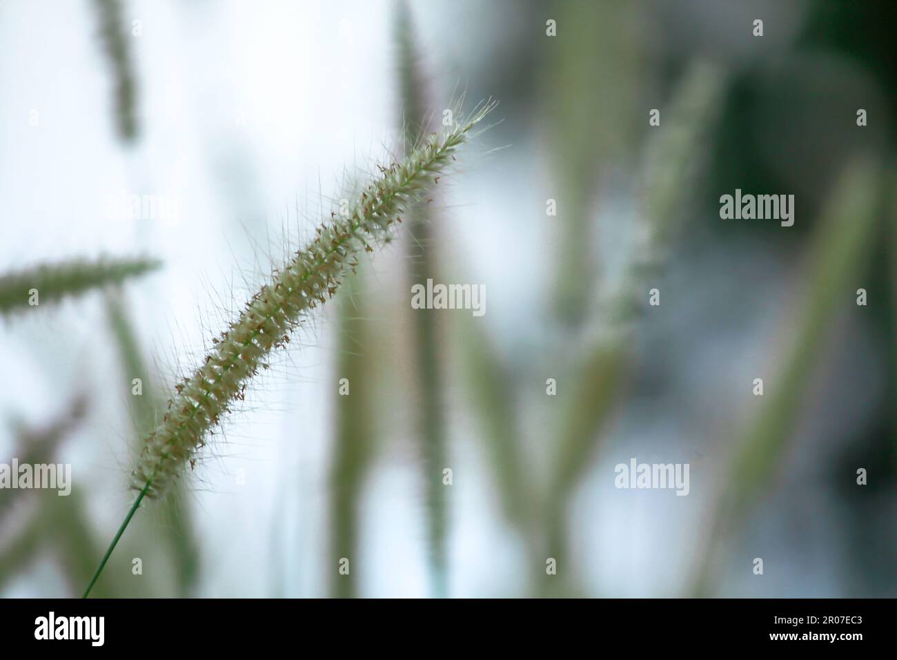 Grass pollen white in hi-res stock photography and images - Alamy