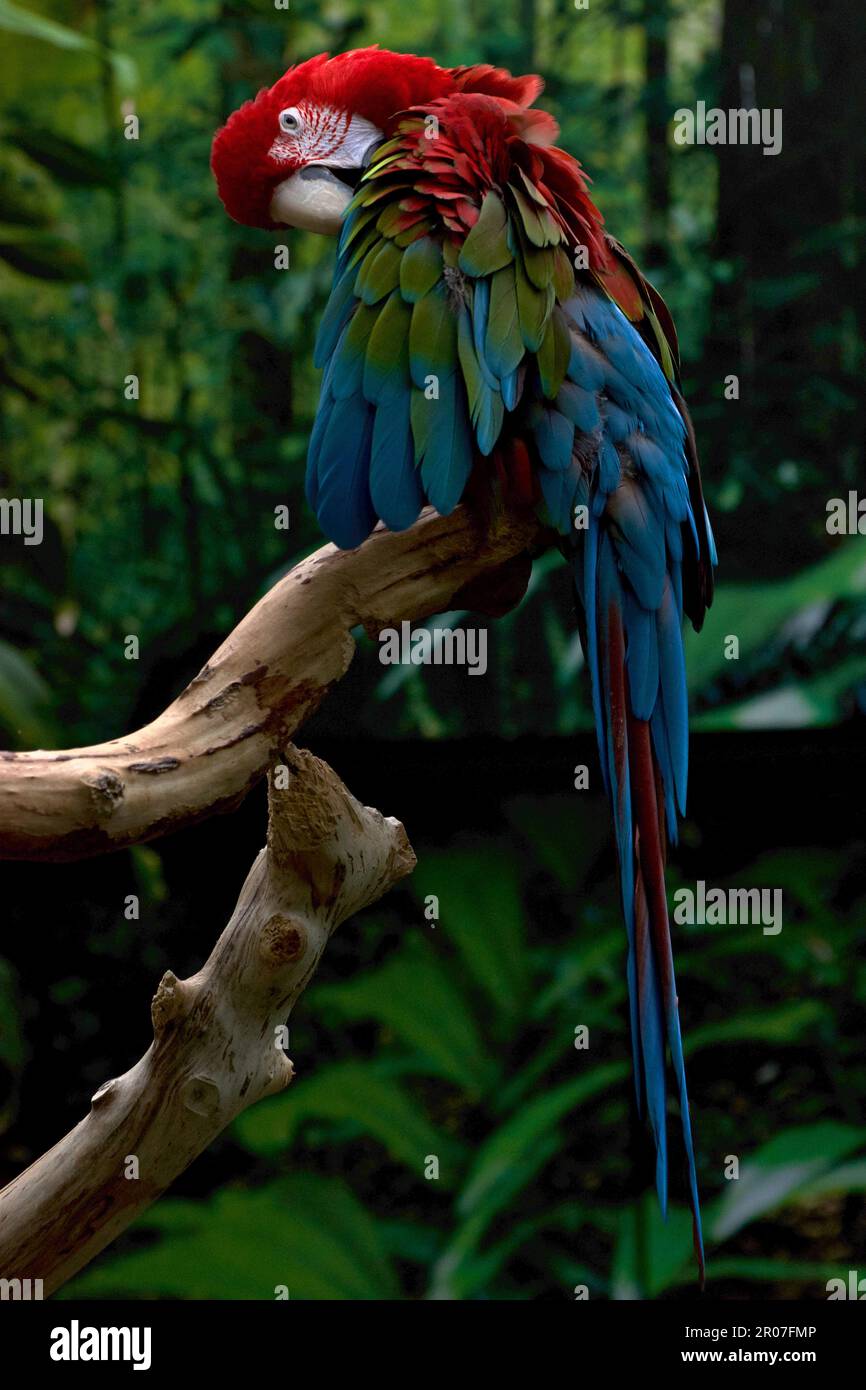 Green-winged macaw cleaning wing Stock Photo - Alamy