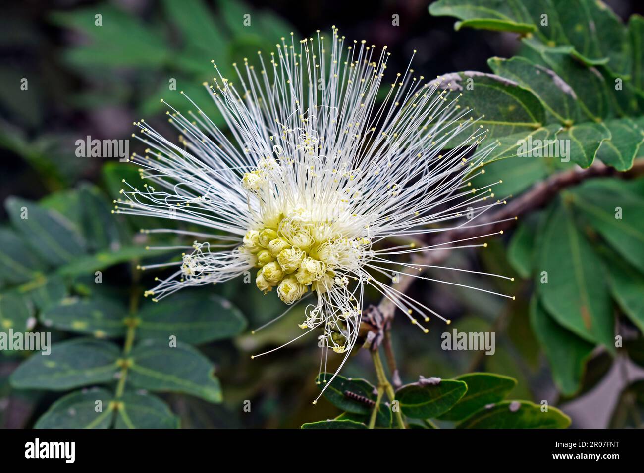 White powder puff flower (Calliandra haematocephala alba) on garden ...