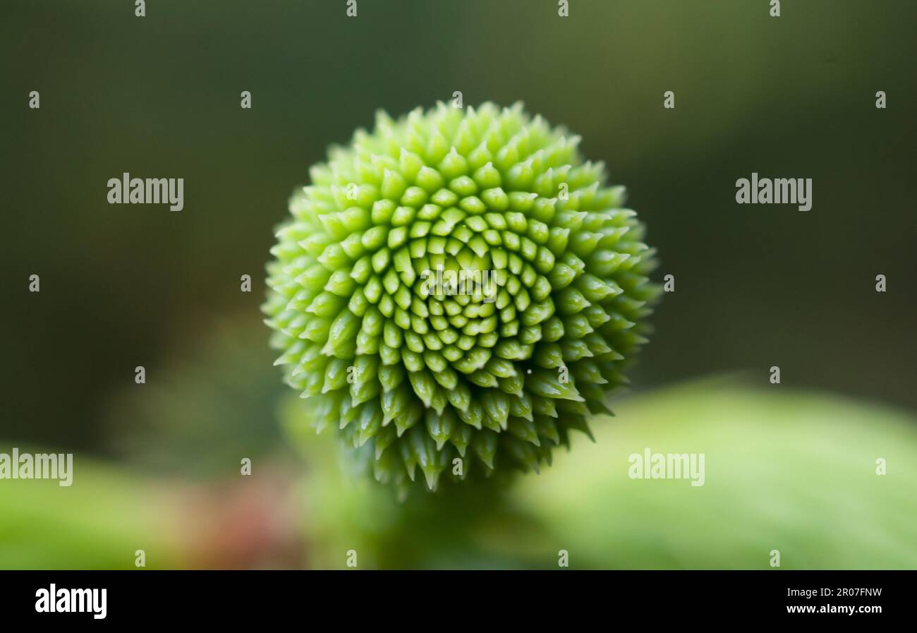 Pine tree tips hi-res stock photography and images - Alamy