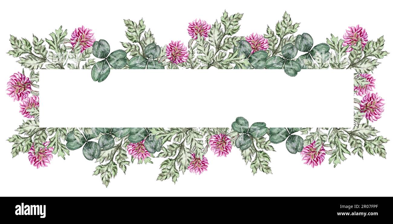 Clover with pink flowers. Hand drawn watercolor painting on white ...