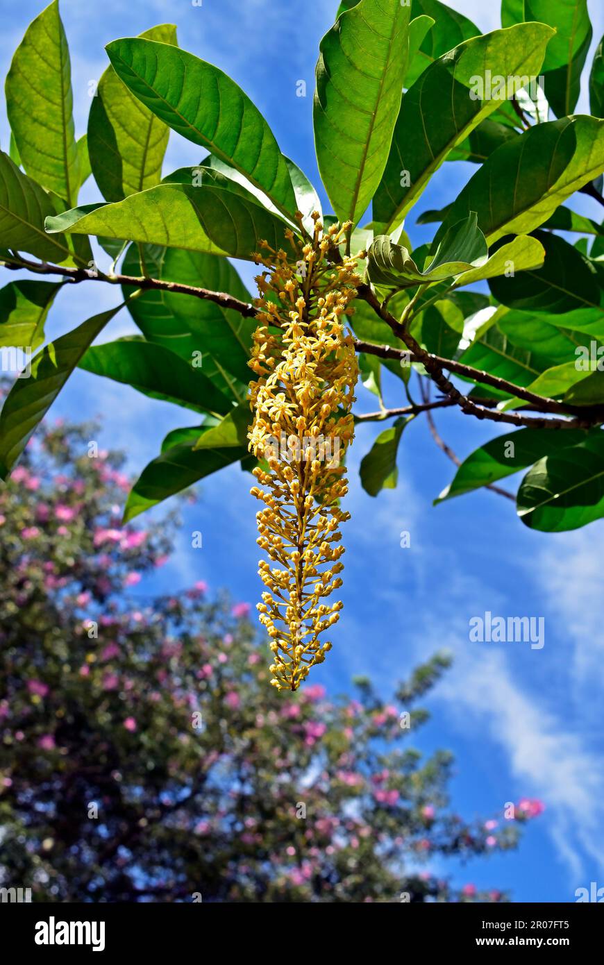 Lophantera lactescens hi-res stock photography and images - Alamy