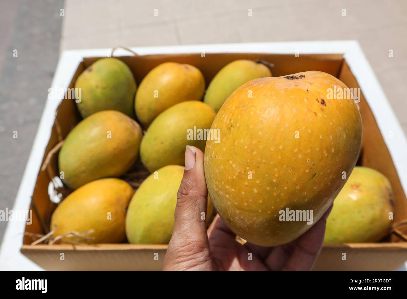 Alphanso Ratnagiri Mangoes arranged in a box to sell and buy , Mango in ...
