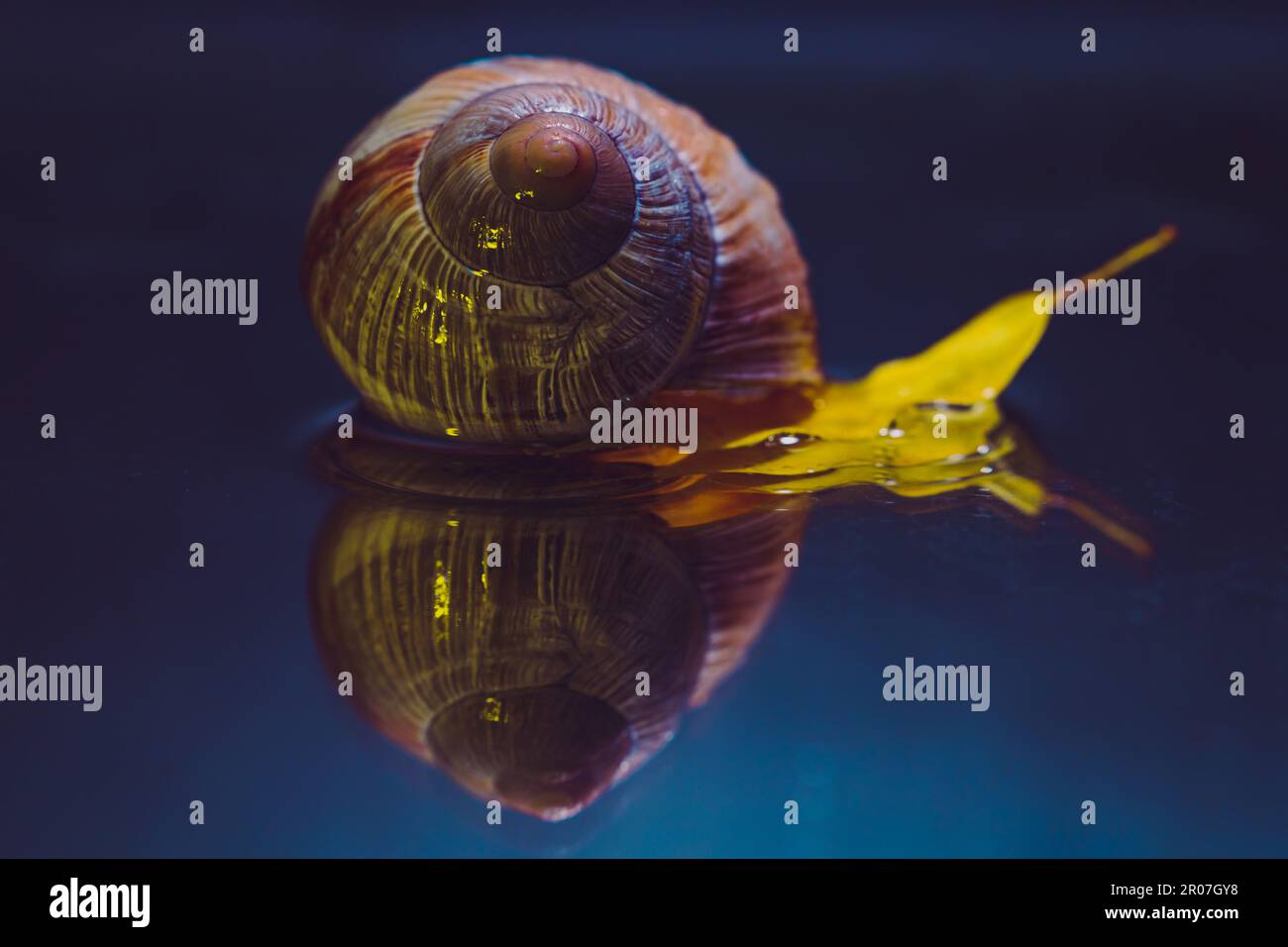 snail shell reflection in the water mirror Stock Photo - Alamy