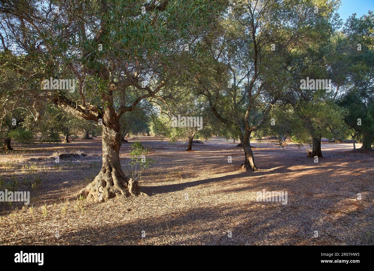 Olive tree orchard near Petrokefali in Crete, Greece, Europe Stock ...