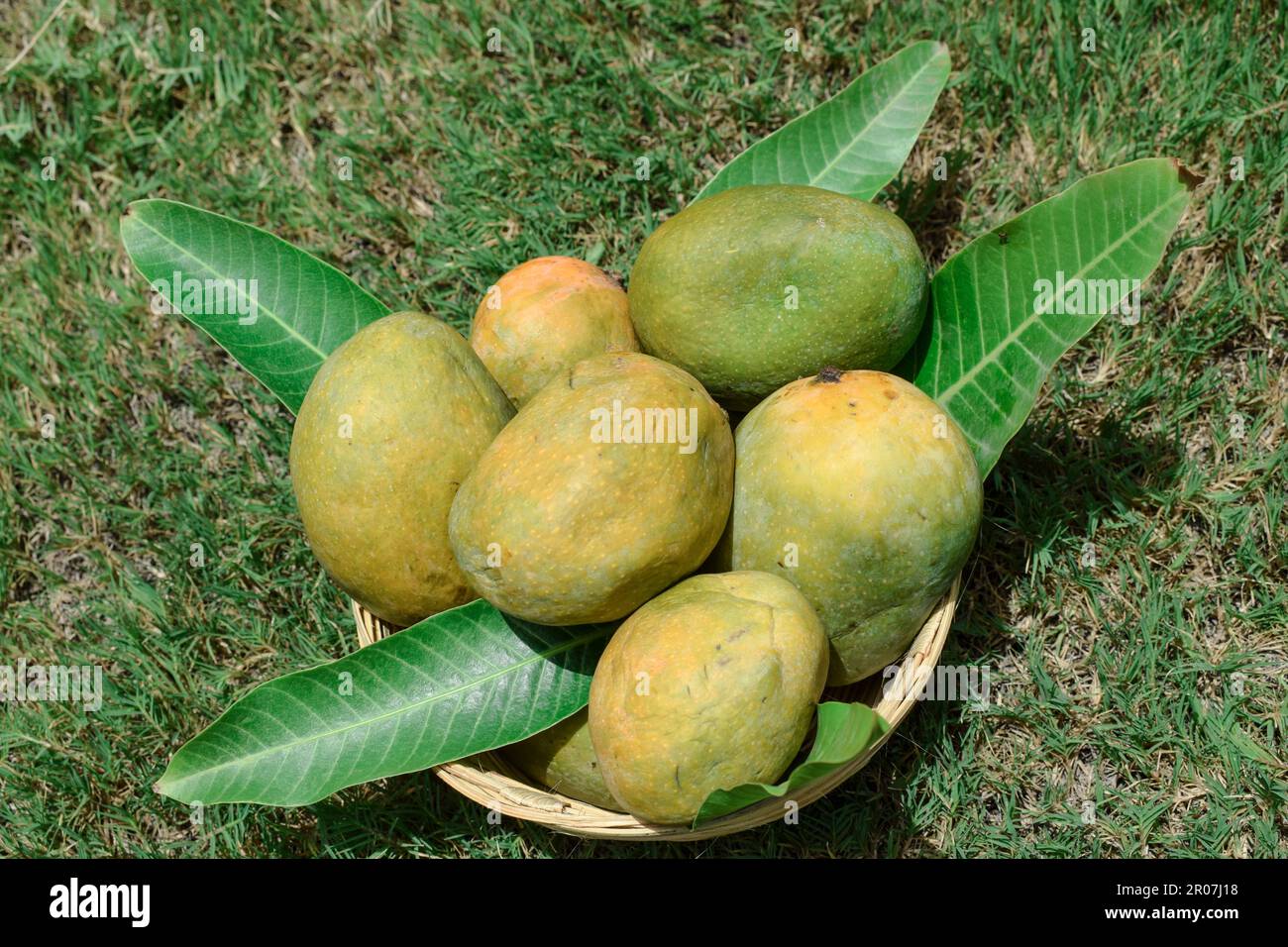 Juicy Mangoes and mango leaves in basket on grass background Stock ...