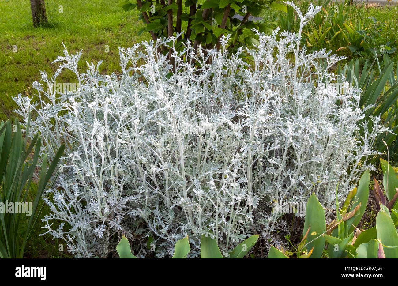 Silver ragwort hi-res stock photography and images - Alamy