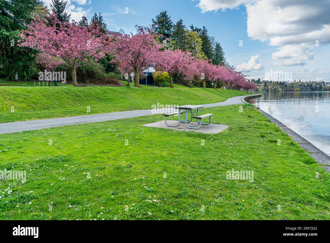 Cherry blossoms on trees along Lake Washington in Seattle Stock Photo ...