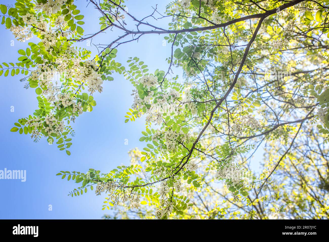 white flowers tree acacia. Blooming clusters of acacia. Honey spring ...