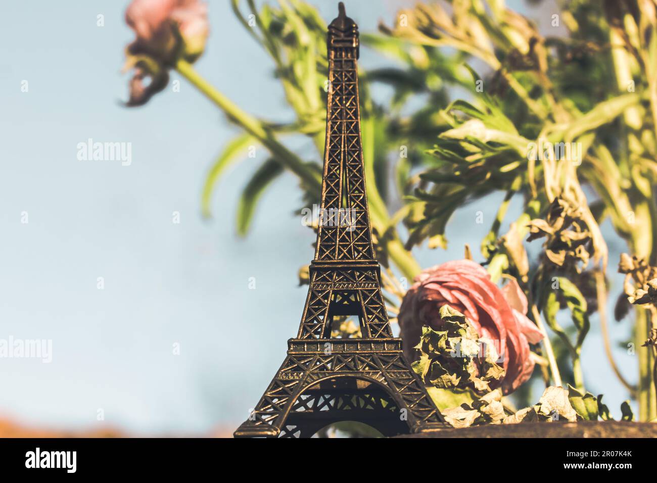 France, Paris. May 1, 2022 Eiffel Tower among the blooming pink flowers of Ranunculus in spring ...