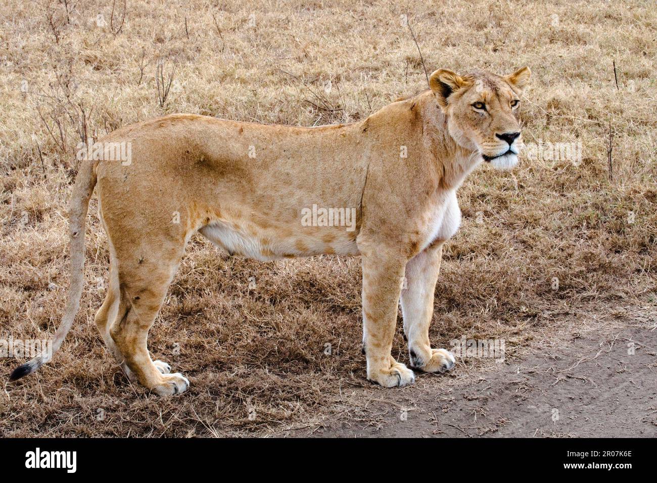 Lioness (Panthera leo), Ngorongoro, Tanzania, July 2007 Stock Photo - Alamy