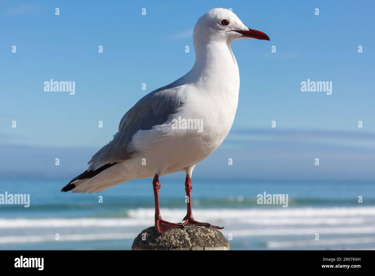 The Hartlaub's or King gull, posing on a wood fence. Photographed at ...