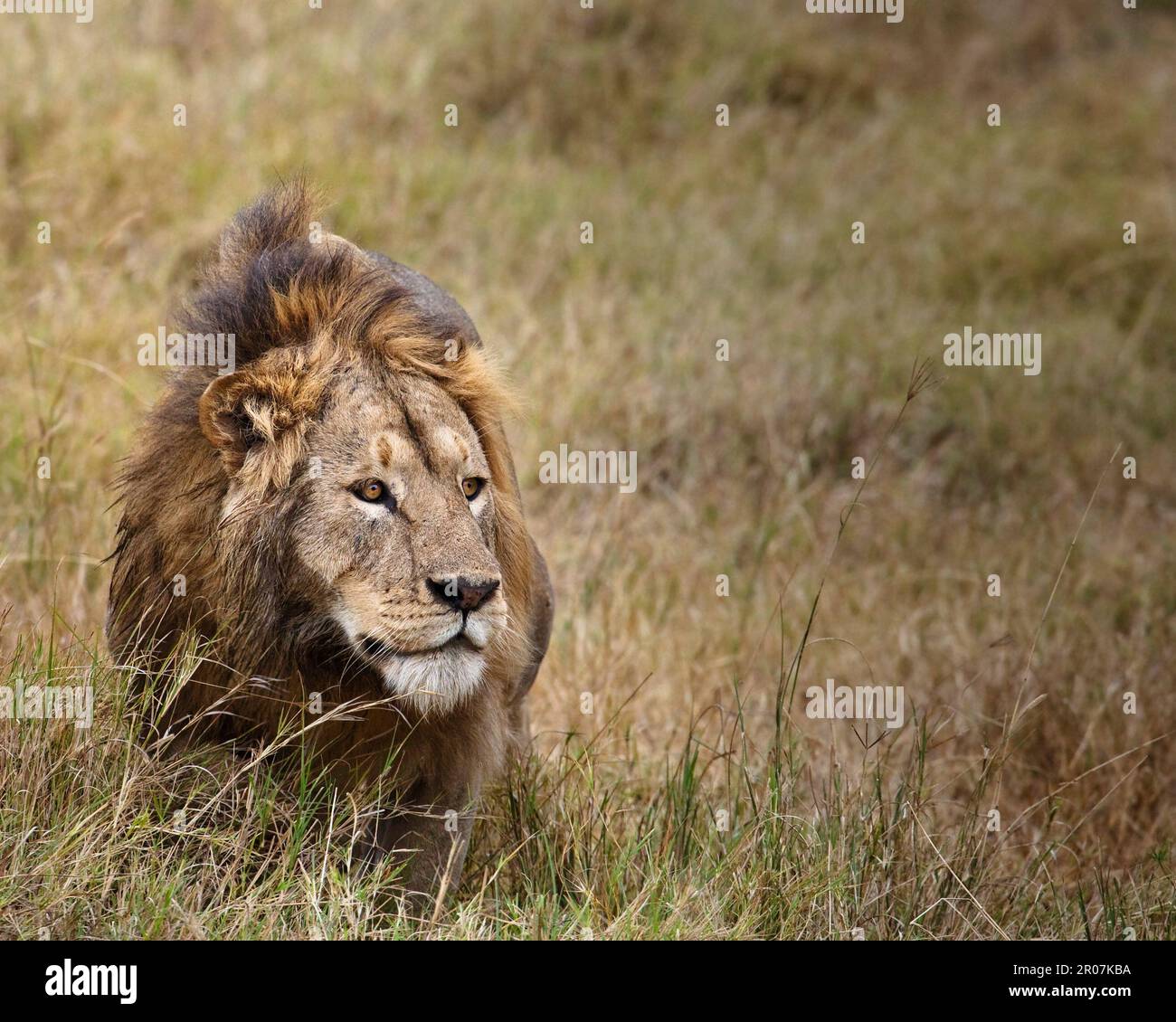 Male Lion (panthera leo), Ngorongoro, Tanzania, July 2007 Stock Photo ...