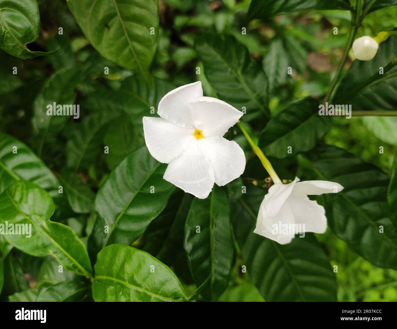 Catharanthus roseus, commonly known as bright eyes, Cape periwinkle ...