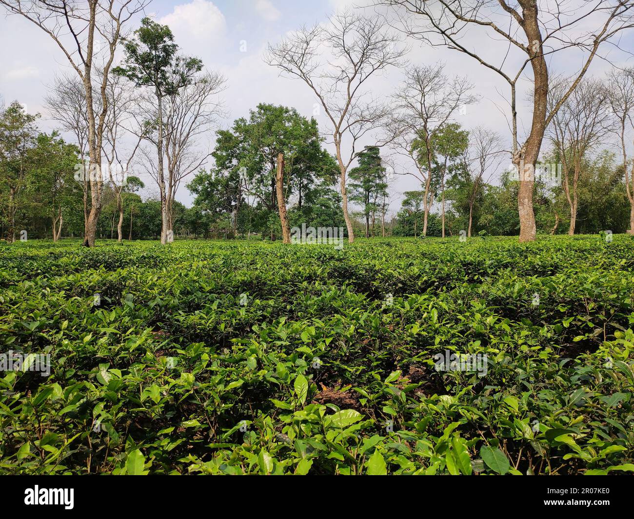 Landscape of a tea garden of Assam, India Stock Photo - Alamy