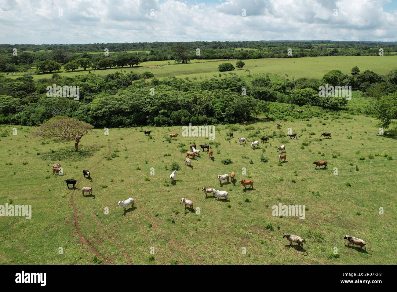 Cattle ranch aerial hi-res stock photography and images - Alamy