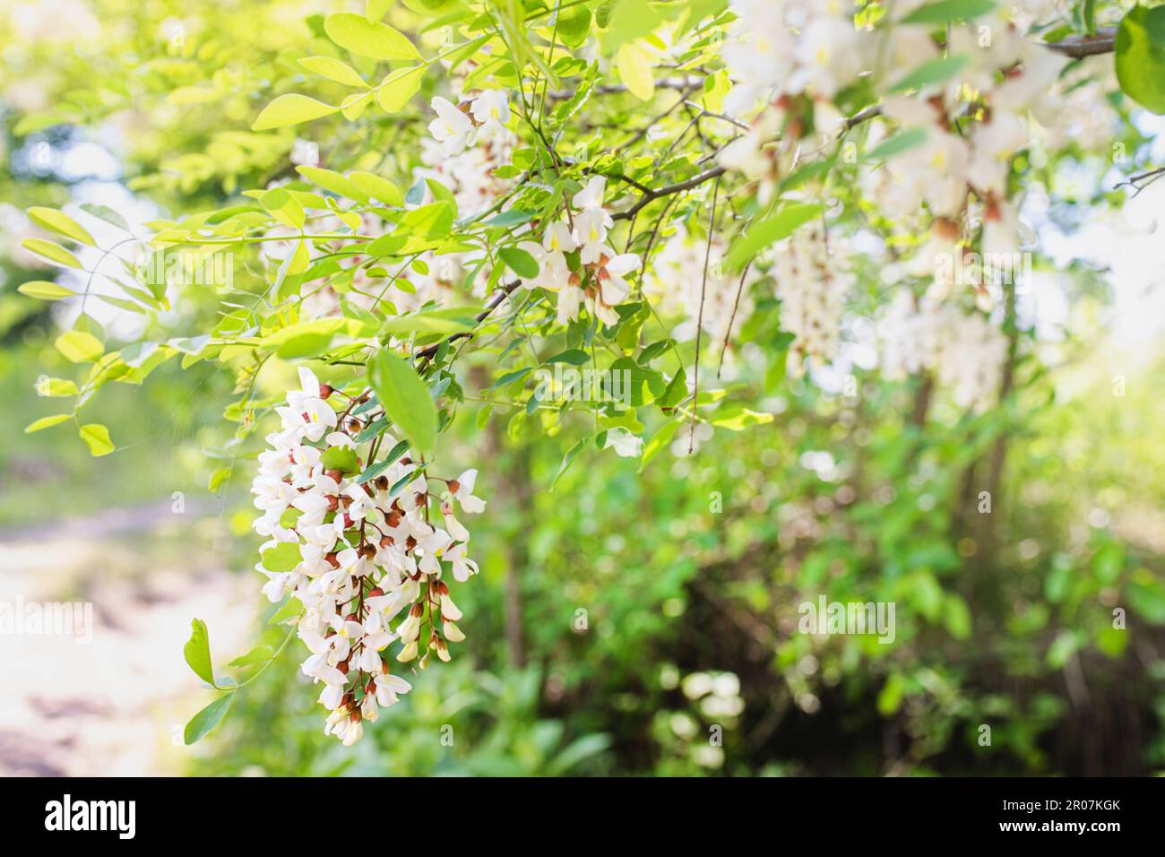 Acacia on the branches of pseudoacacia in the spring. A flowering tree ...