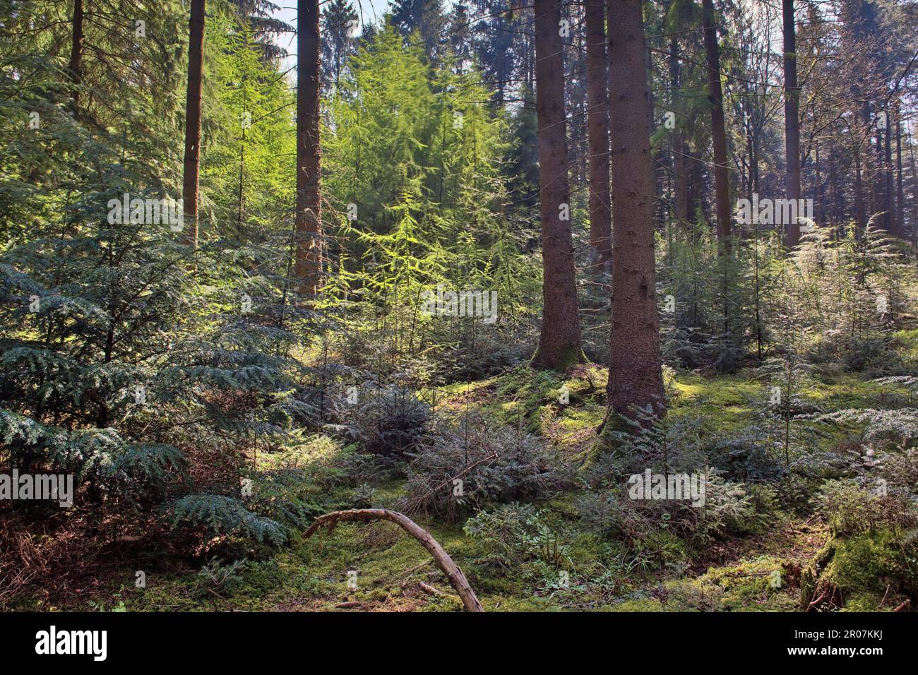 Light in the spring forest, Emsland, Lower Saxony, Germany Stock Photo ...