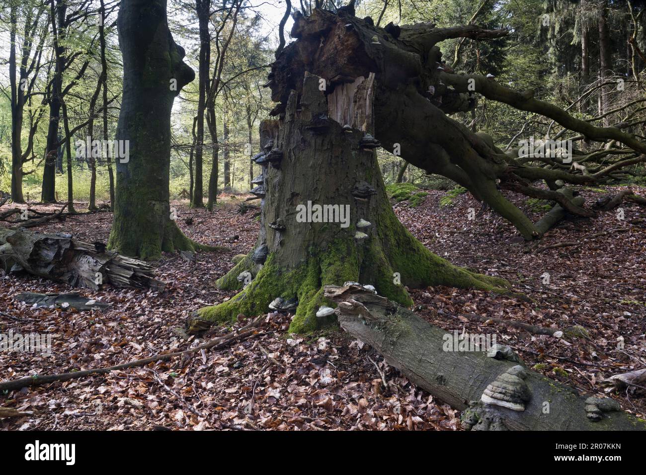 Dead copper beech (Fagus sylvatica) with fungal infestation, scale ...