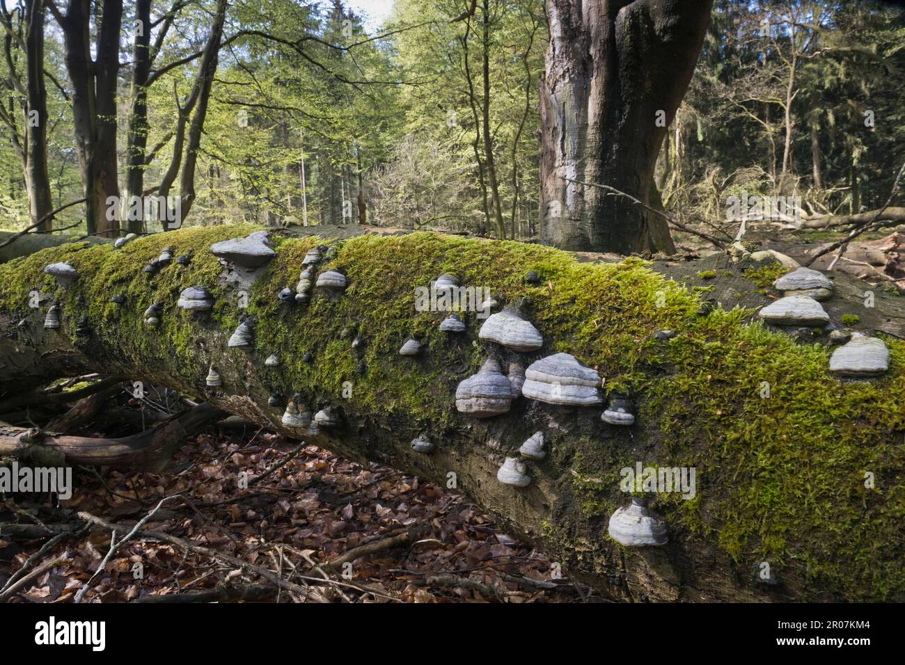Dead copper beech (Fagus sylvatica) with fungal infestation, scale ...