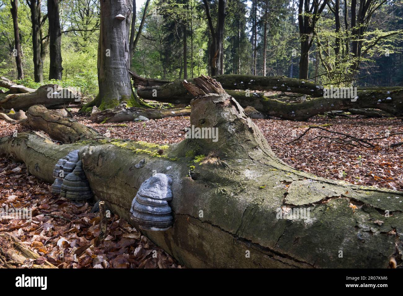 Dead copper beech (Fagus sylvatica) with fungal infestation, scale ...