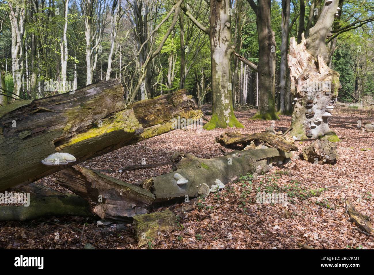 Dead copper beech (Fagus sylvatica) with fungal infestation, scale ...