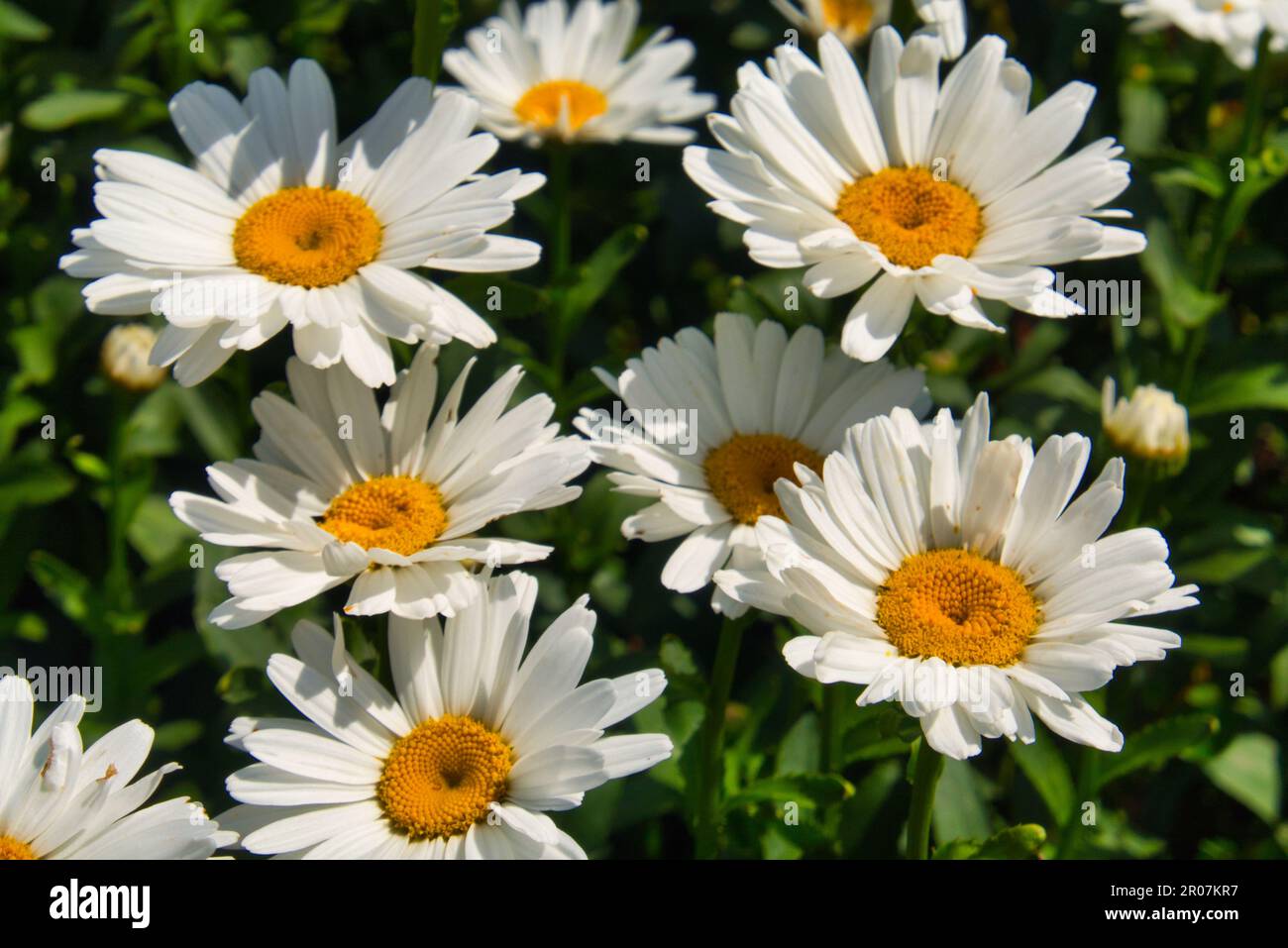 Pretty flowers outside in the sun Stock Photo - Alamy